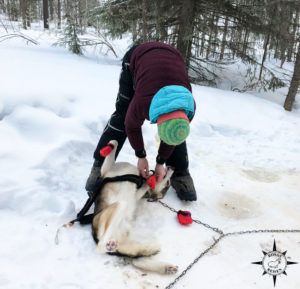 Fachbegriffe aus der Welt der Schlittenhunde: Musher-ABC